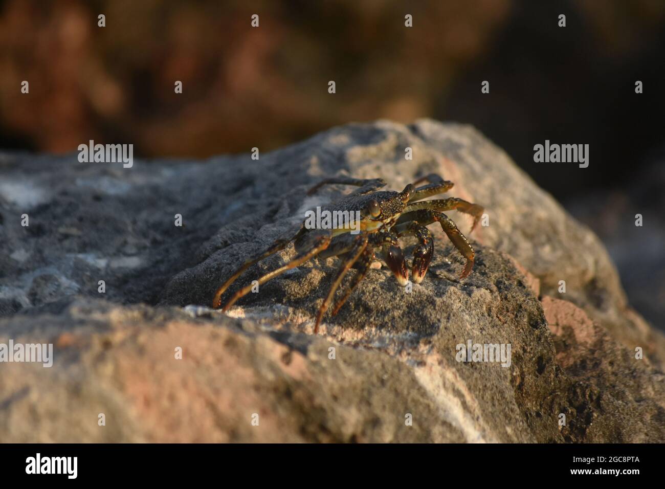 Terrific capture of a creeping crustacean on a lava rock Stock Photo ...