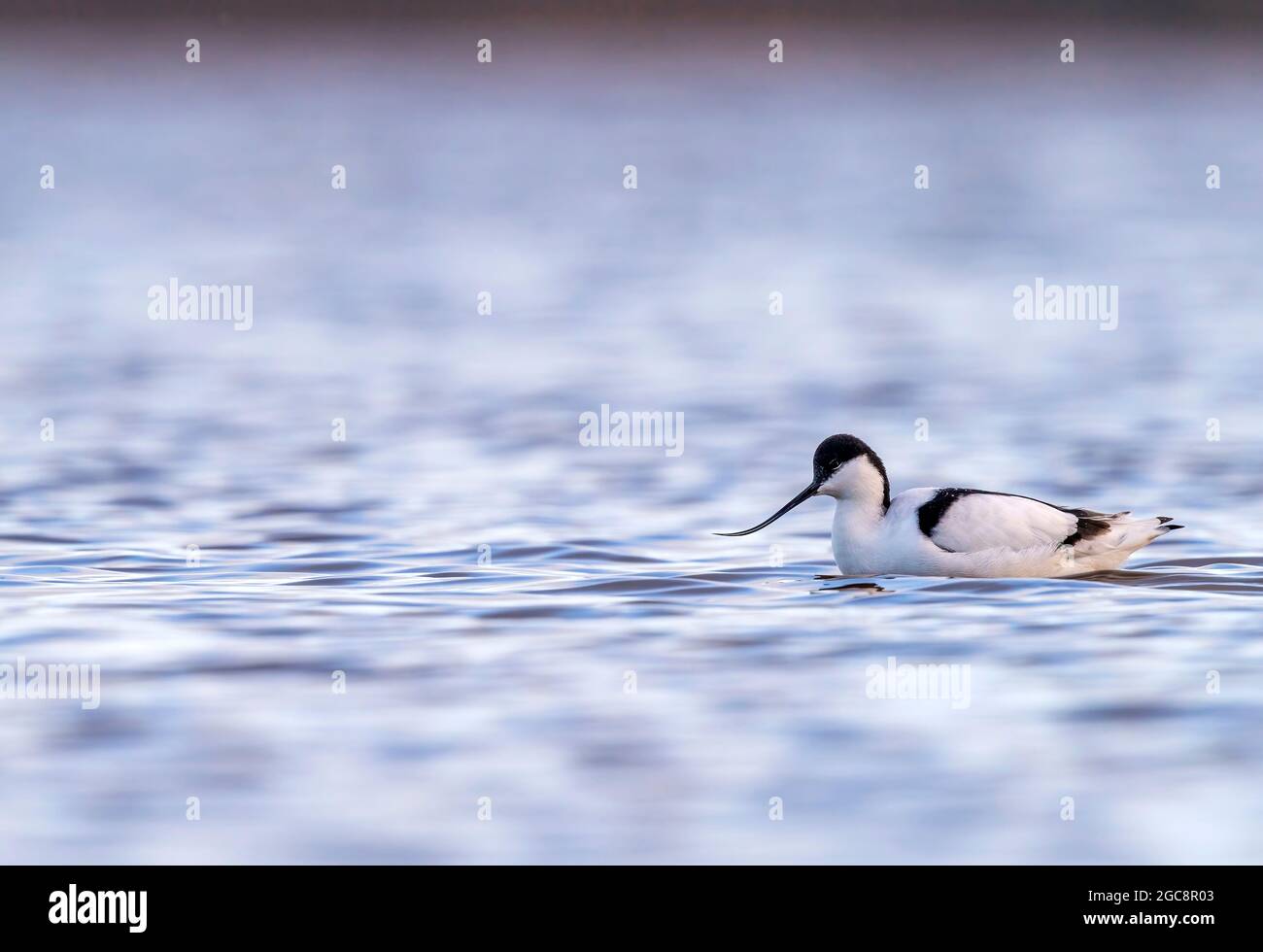 Avocet, Recurvirostra avosetta, Exe Estuary, Devon Stock Photo - Alamy