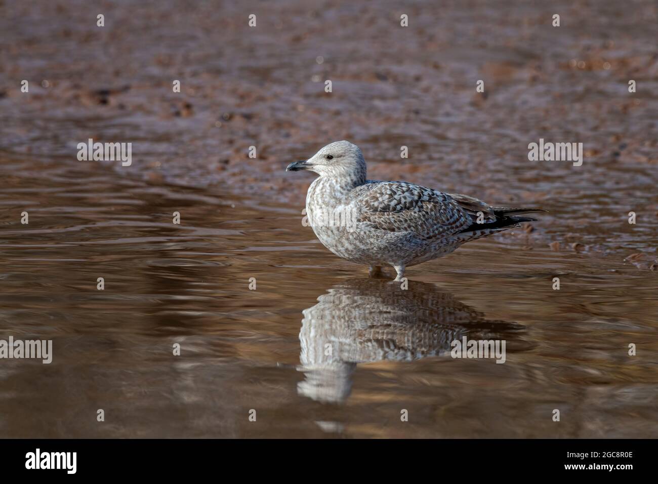 Herring gull, Larus argentatus, Exe Estuary, Topsham, Devon Juvenile ...