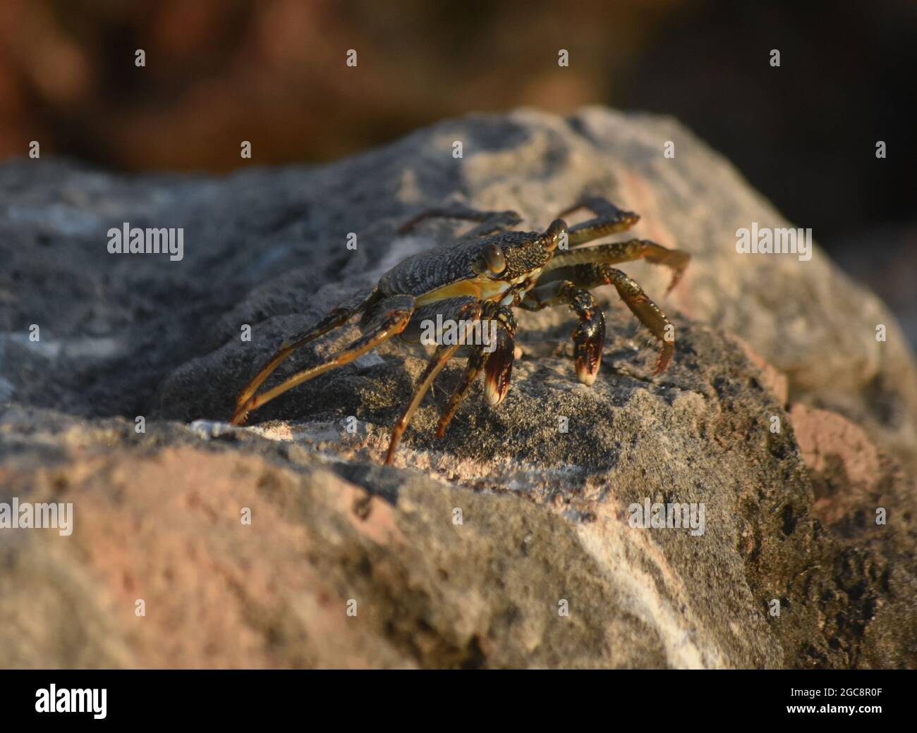Great looking soft-shelled crab on a rock in Aruba Stock Photo - Alamy