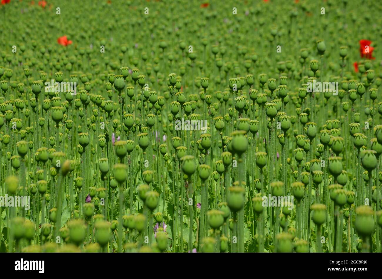 poppies in buds, green poppy boxes Stock Photo - Alamy