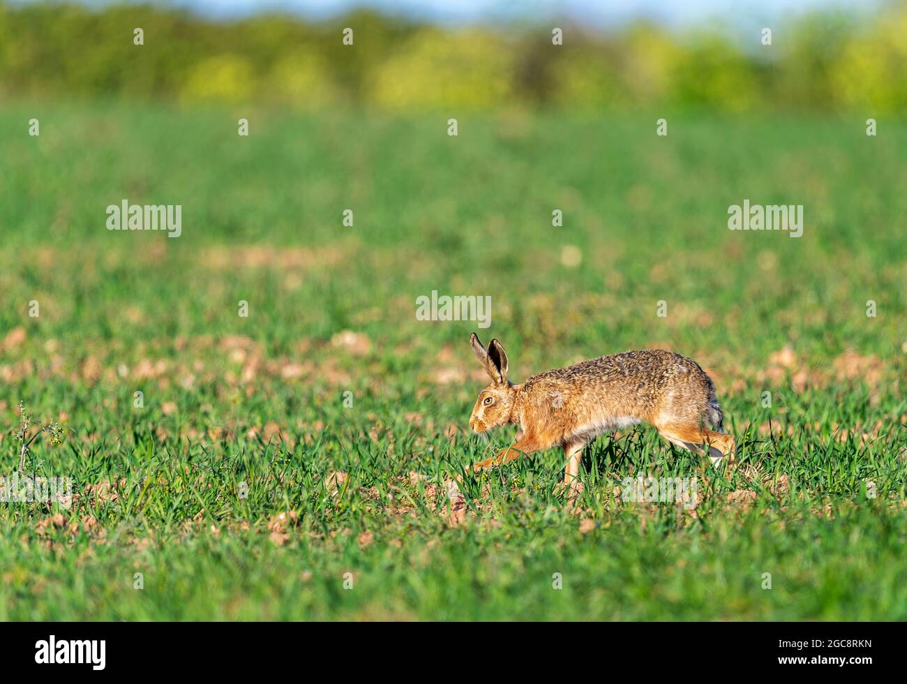 Brown hare, Lepus europaeus, near Otterton, Devon Stock Photo - Alamy