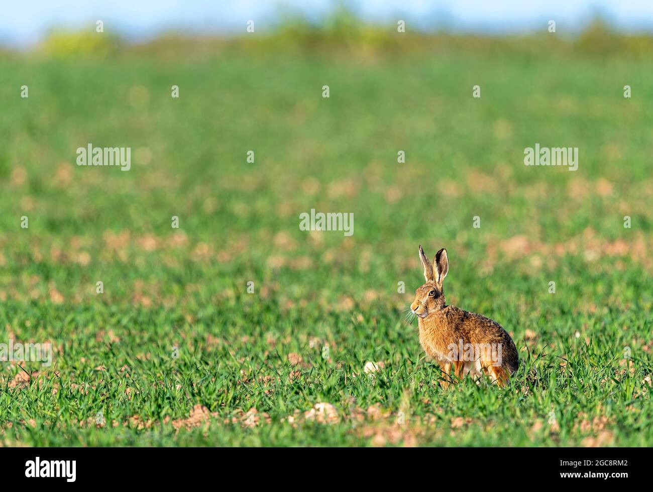 Brown hare, Lepus europaeus, near Otterton, Devon Stock Photo - Alamy