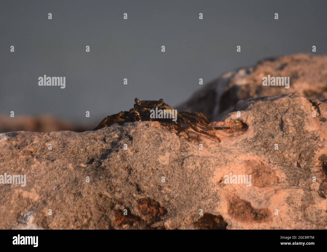 Crabs of aruba hi-res stock photography and images - Alamy