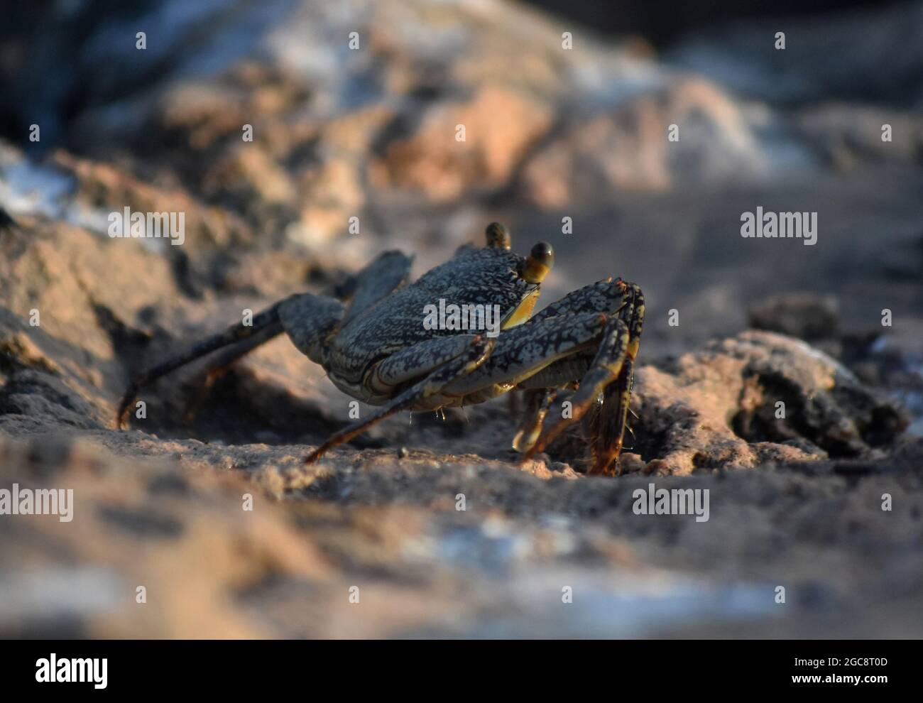 Intricate pattern on the back of a crab's shell Stock Photo - Alamy
