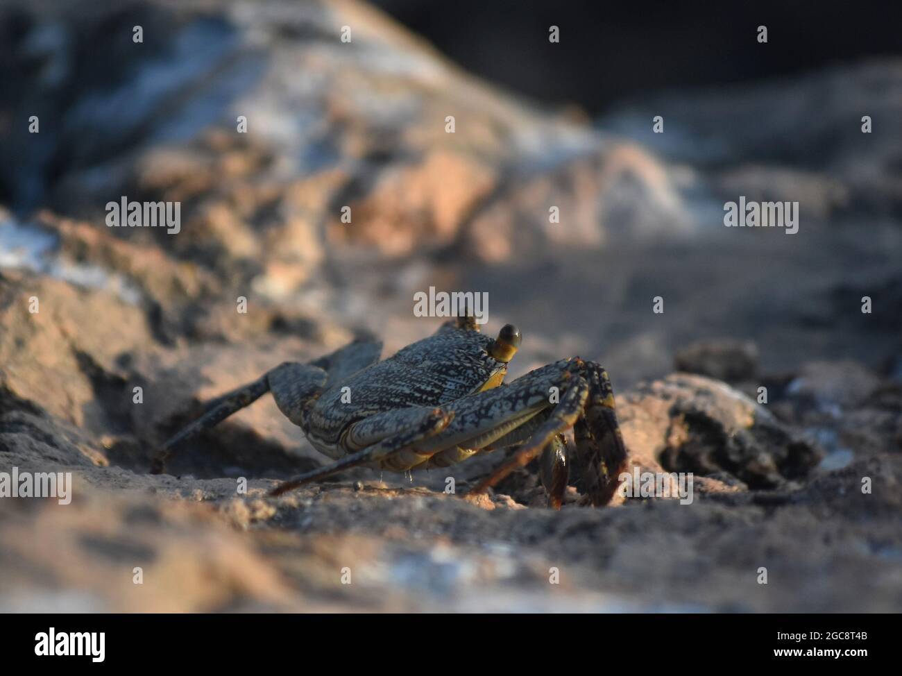 Soft shelled crab hi-res stock photography and images - Alamy