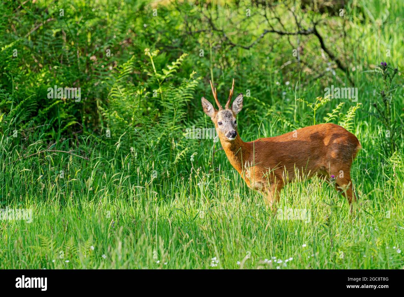 Monoestrous hi-res stock photography and images - Alamy