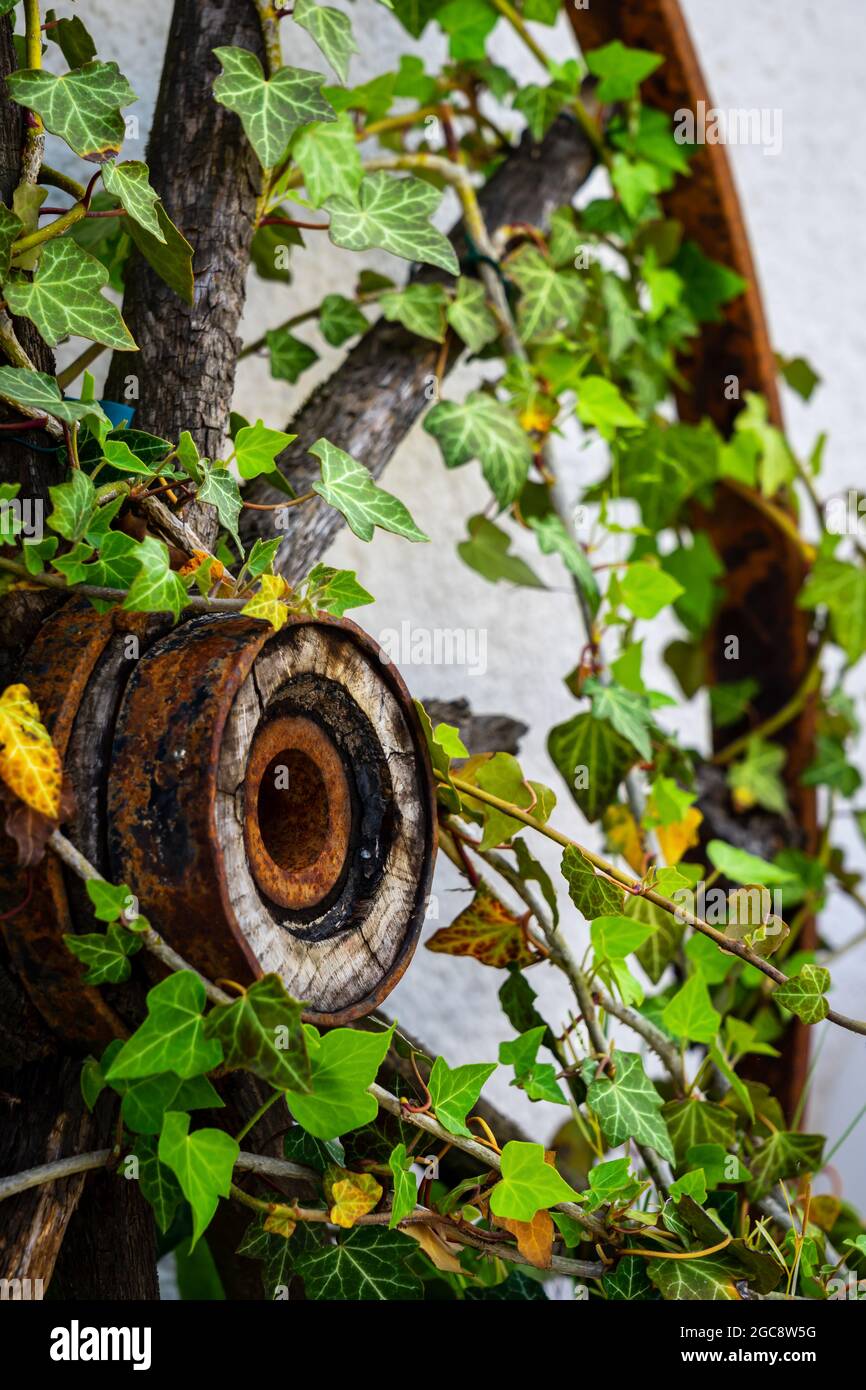 Old wheel made of tree branches and covered in greenery Stock Photo - Alamy