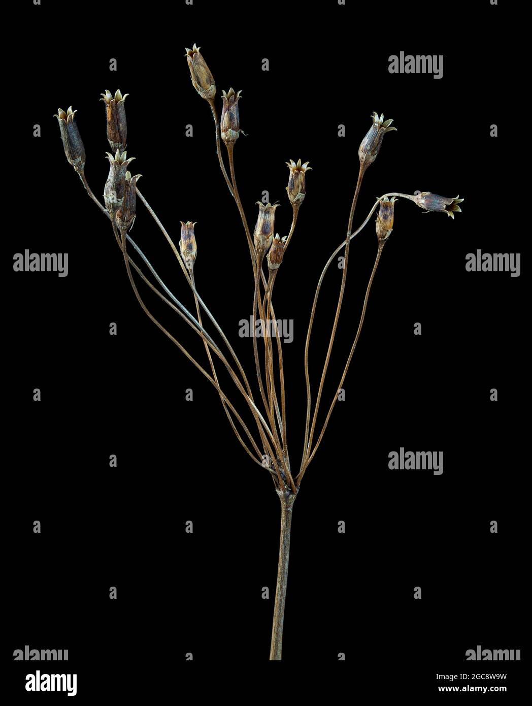 Shooting star (Dodecatheon meadia) seed pods in late summer Stock Photo ...