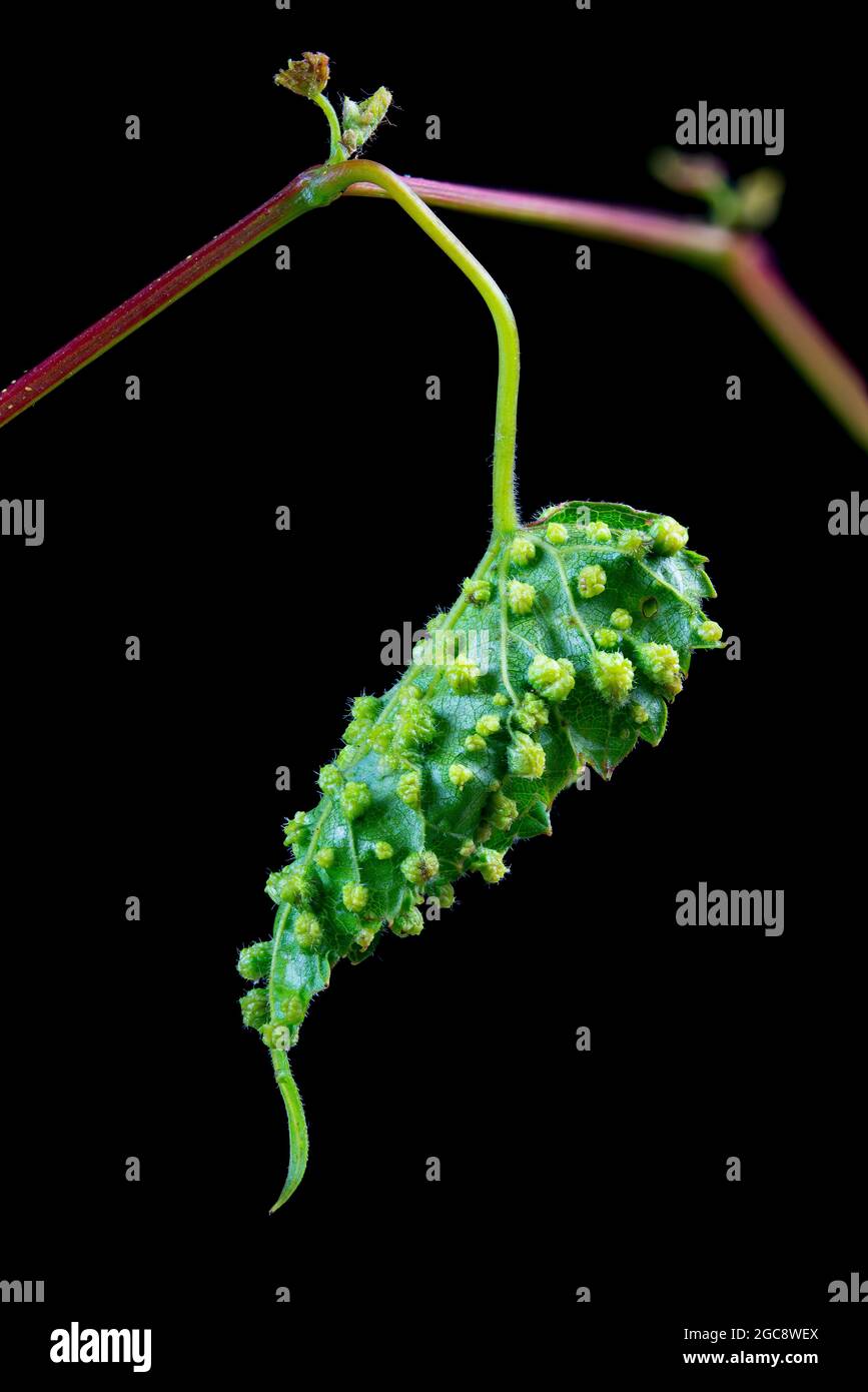 Phylloxera vitifolii hi-res stock photography and images - Alamy