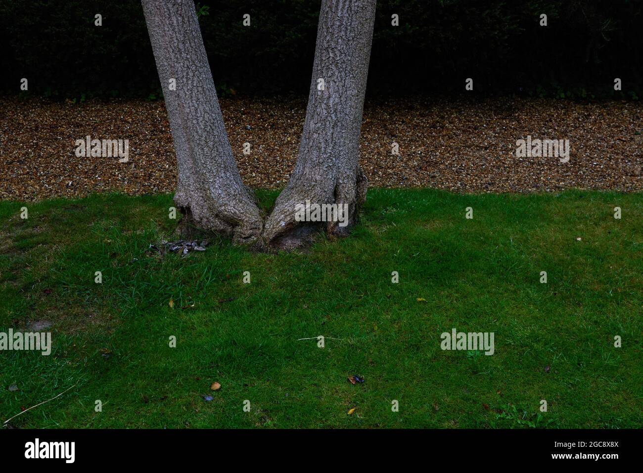 View two cut trees hi-res stock photography and images - Alamy