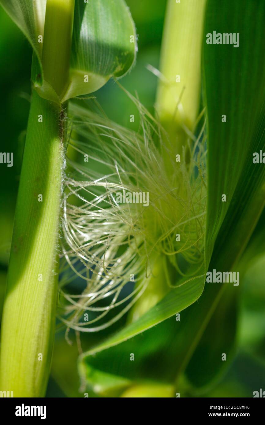 Closeup of young ear of corn (maize) with silk tassel and green leaves ...