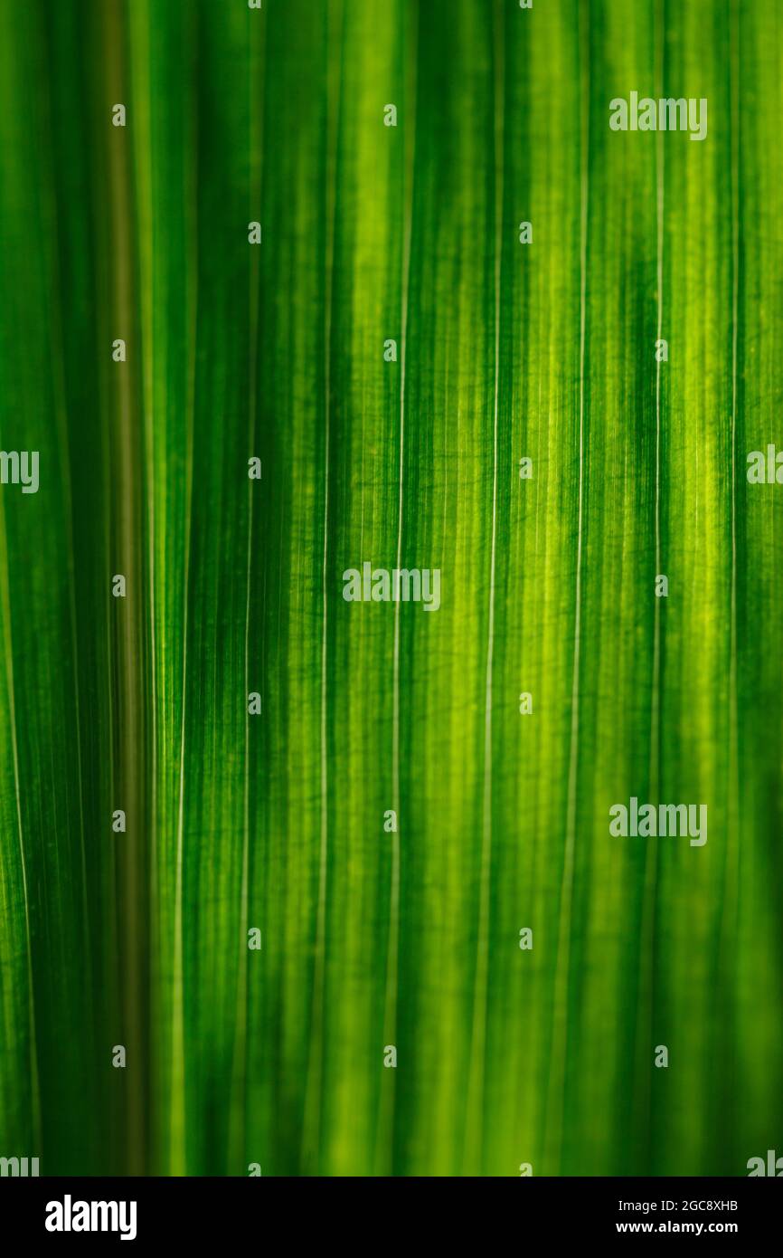 Green corn leaf abstract background with rich natural texture and ...