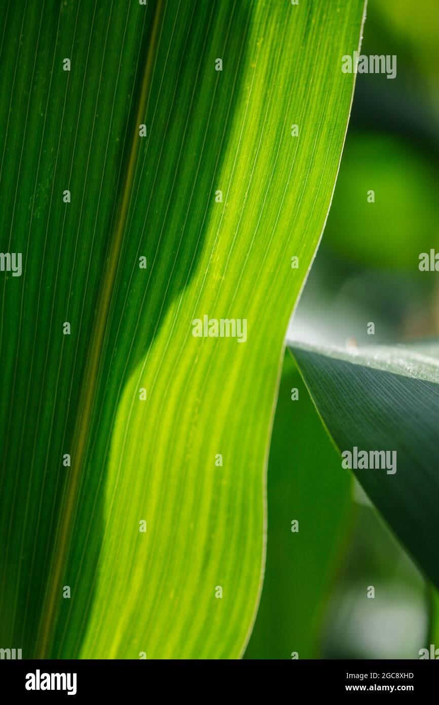 Wavy natural lines of green corn leaves with rich natural texture and ...