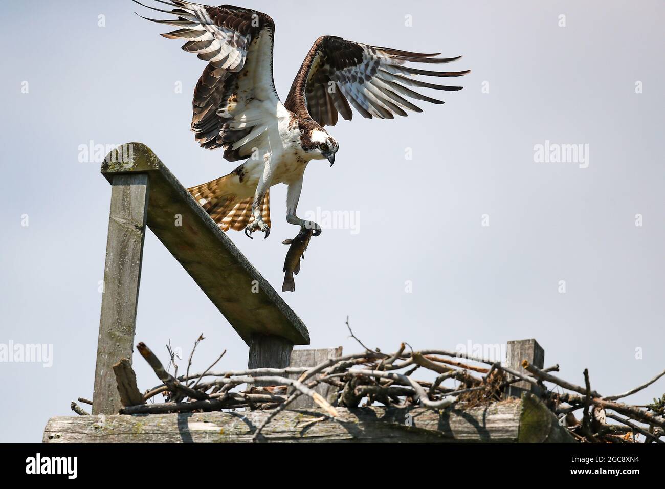 Osprey Feet High Resolution Stock Photography and Images - Alamy