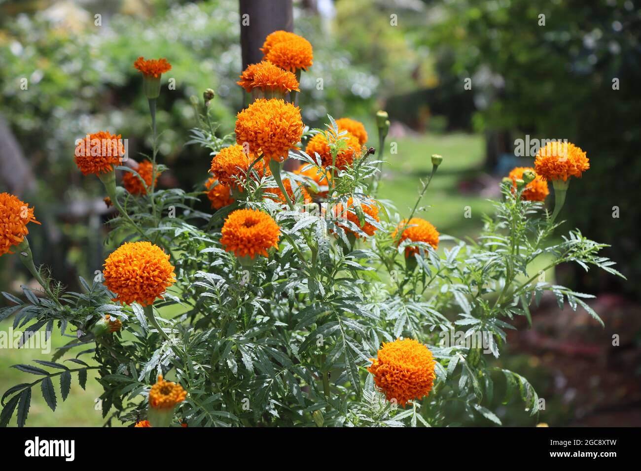 Das flowers hi-res stock photography and images - Alamy