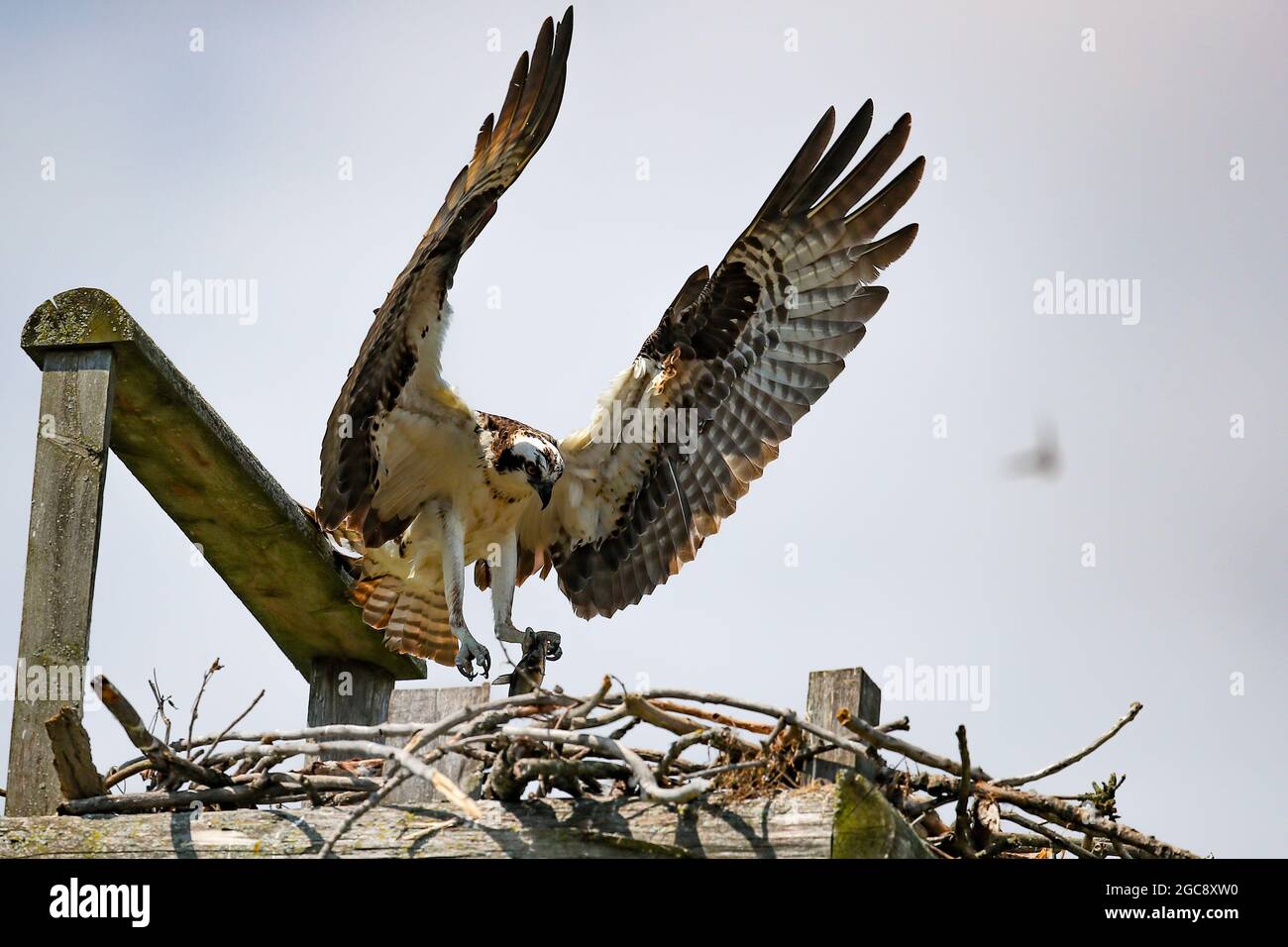 Osprey flying feet hi-res stock photography and images - Alamy