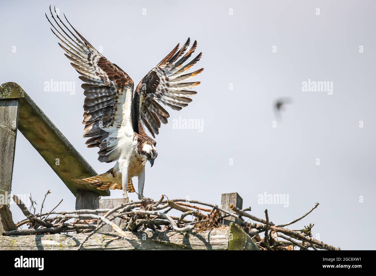 Osprey Flying Feet High Resolution Stock Photography and Images - Alamy