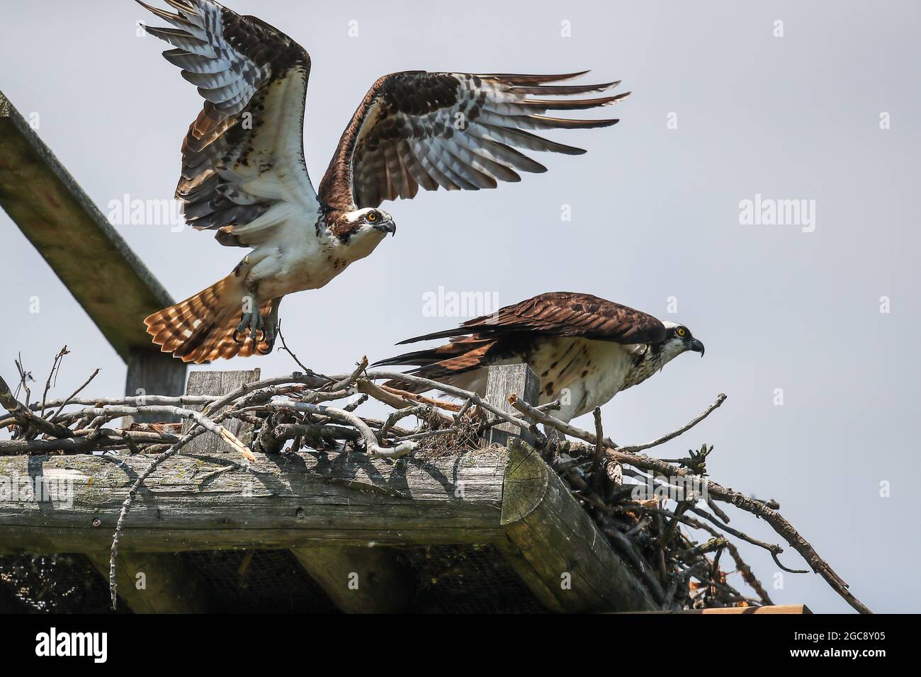 Osprey Flying Feet High Resolution Stock Photography and Images - Alamy