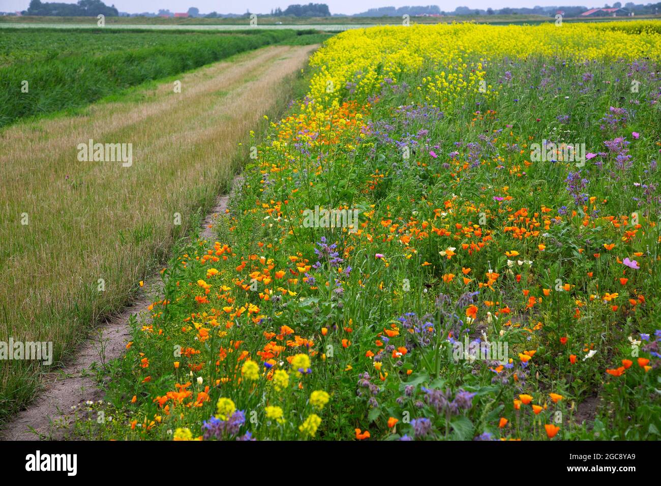 Strip of flowers hi-res stock photography and images - Alamy