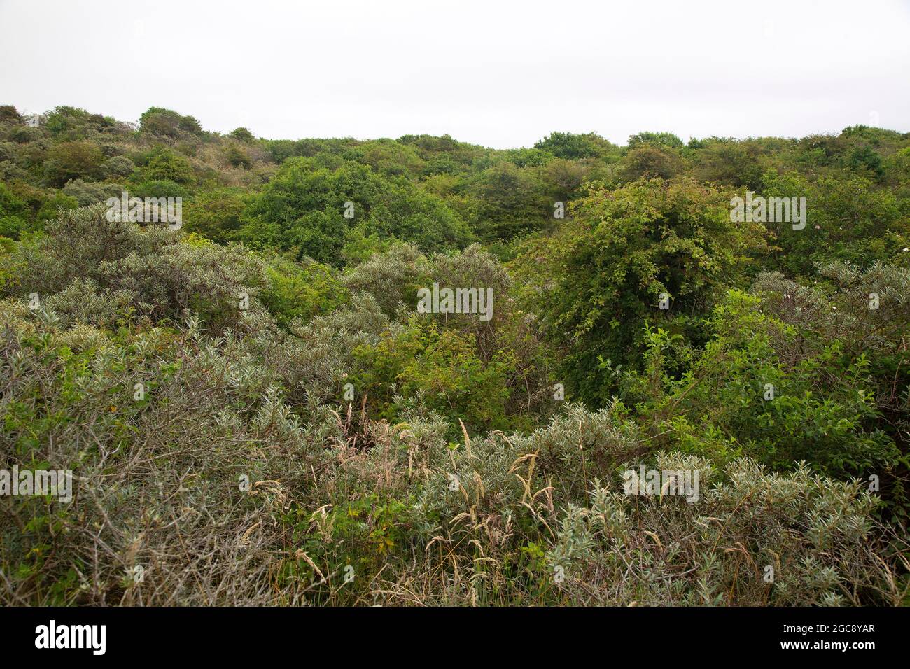 Dunes covered by several species of bushes and trees, Ouddorp, South ...