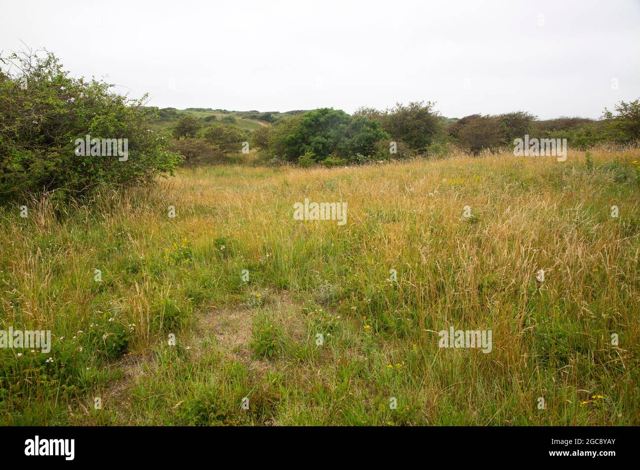 Dunes covered by grass and several species of bushes, Ouddorp, South ...