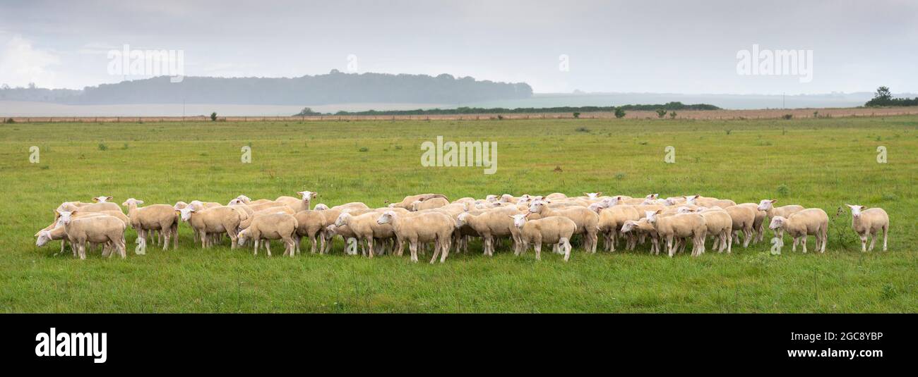 flock of sheep stick close together in green grassy meadow on french ...