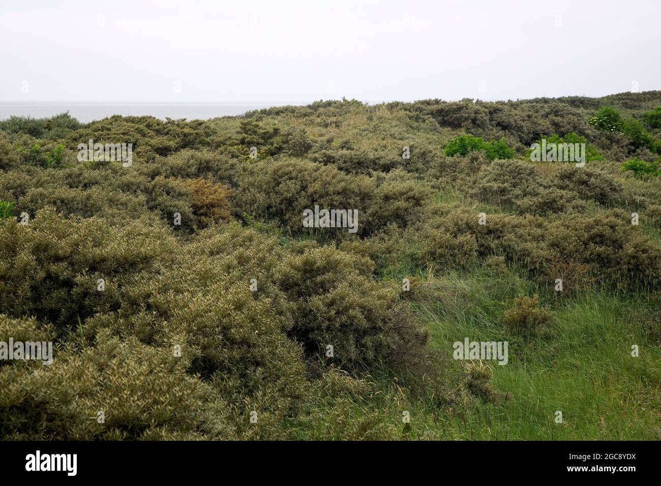 Dunes covered by several species of bushes and trees, Ouddorp, South ...