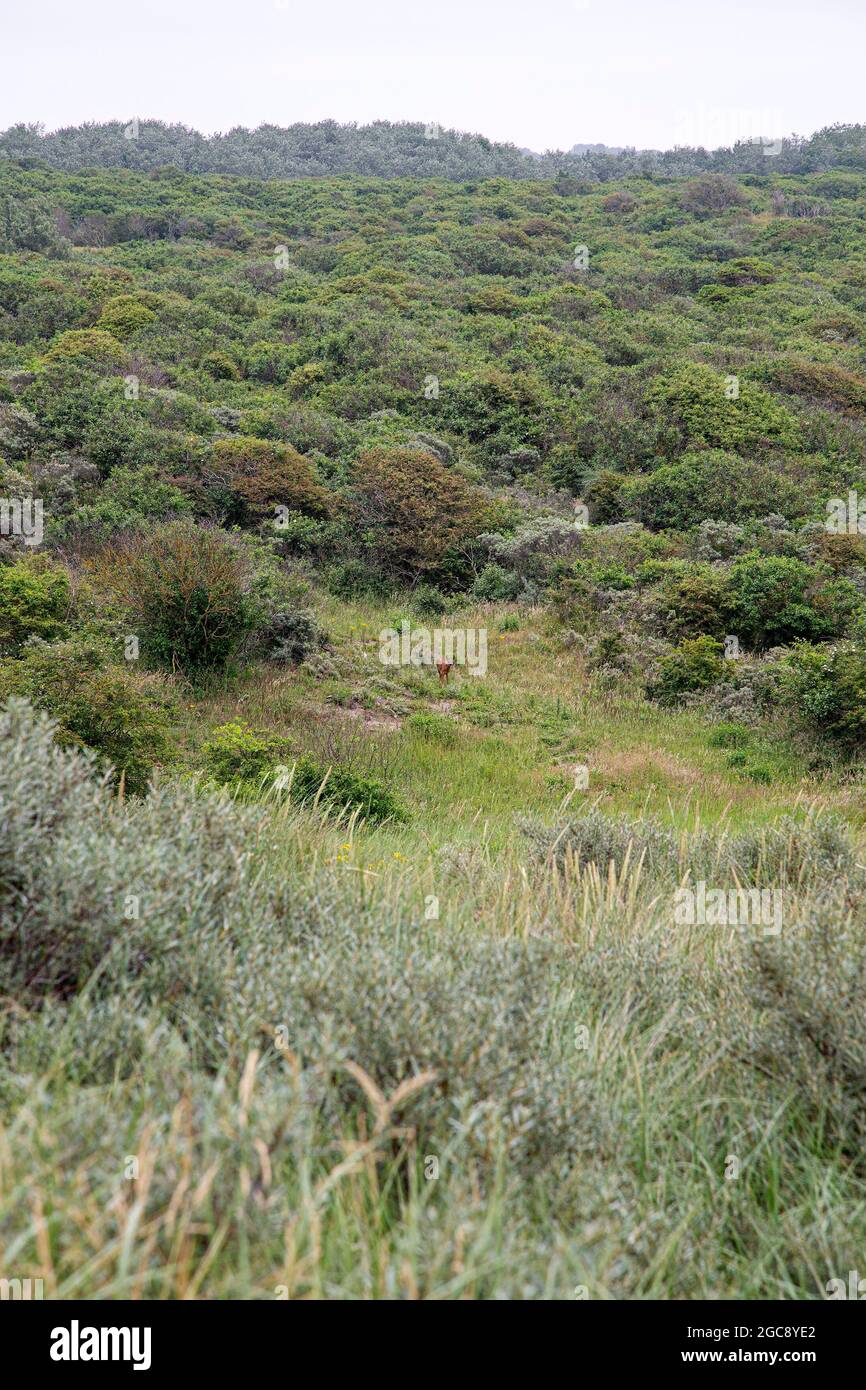 Dunes covered by several species of bushes and grass, Ouddorp, South ...