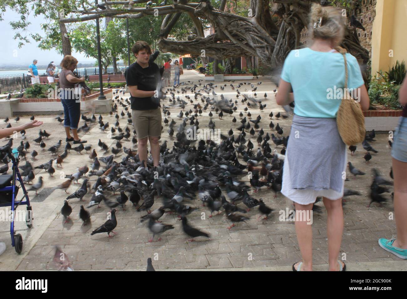 Pigeon park in old san hi-res stock photography and images - Alamy