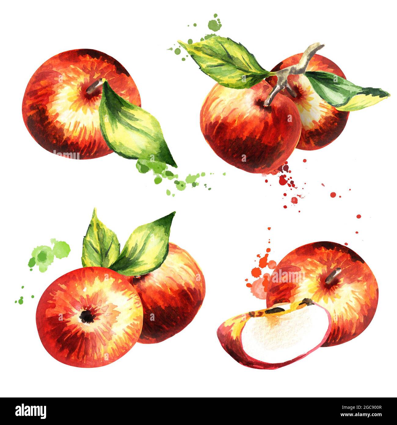 Apple compositions set. Hand-drawn watercolor illustration Stock Photo ...