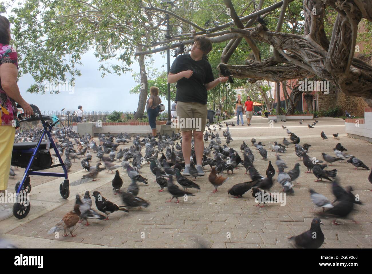 Pigeon park in old san hi-res stock photography and images - Alamy
