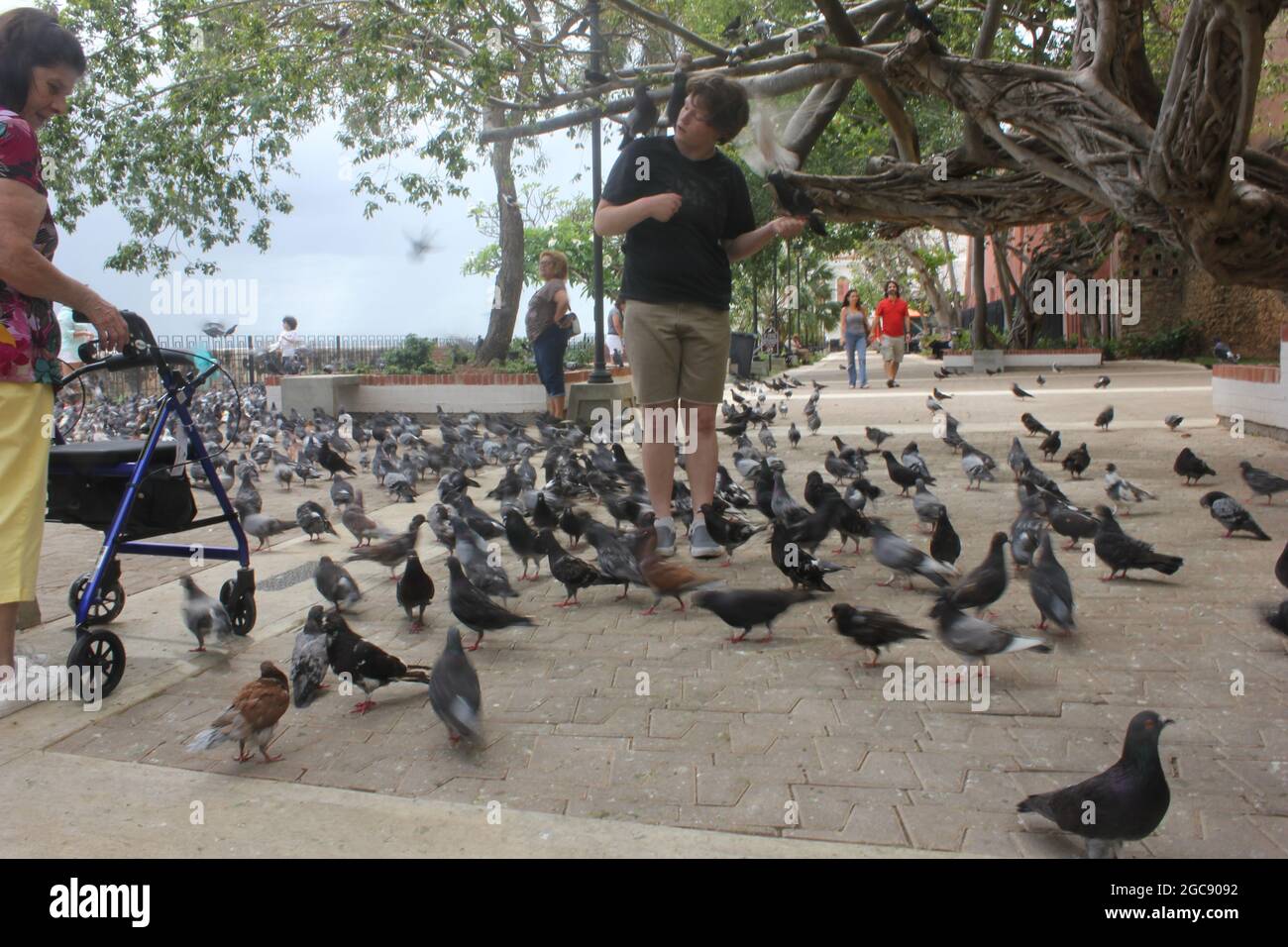 Feeding pigeons at pigeon park in Old San Juan, Puerto Rico Stock Photo ...