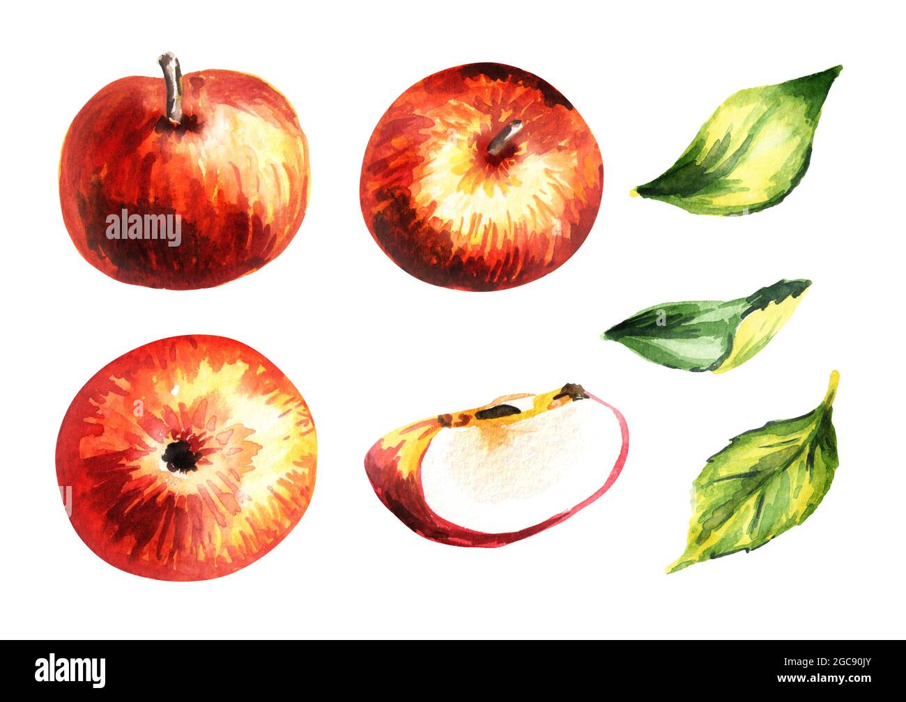 Apple set. Hand-drawn watercolor illustration Stock Photo - Alamy