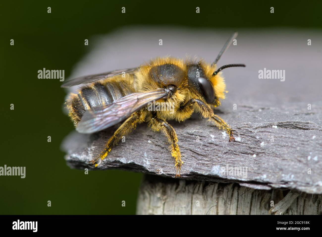 Man made bee hotel hi-res stock photography and images - Alamy