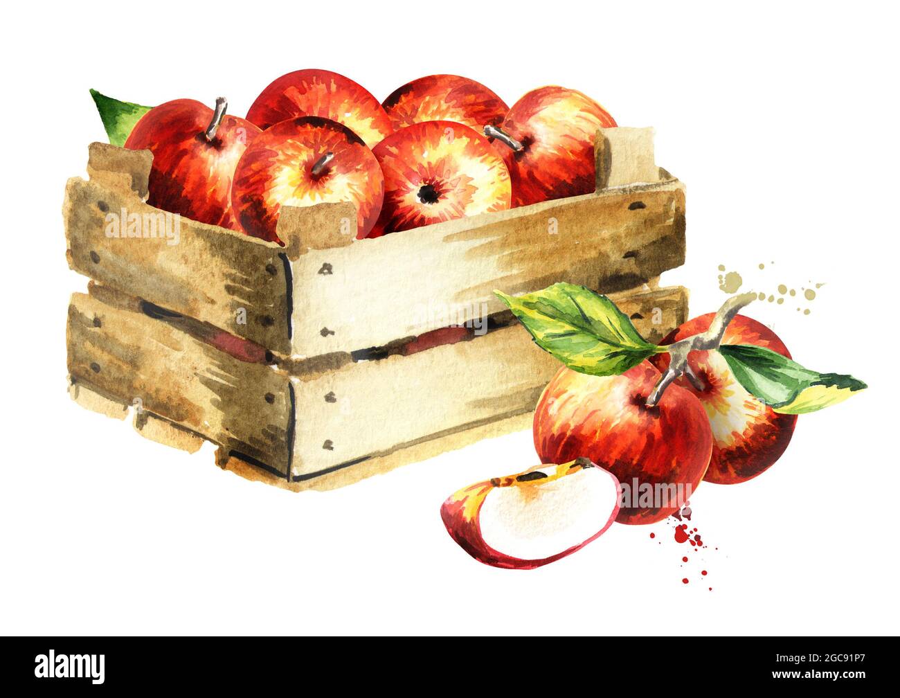 Box with apples. Watercolor Hand-drawn illustration Stock Photo - Alamy