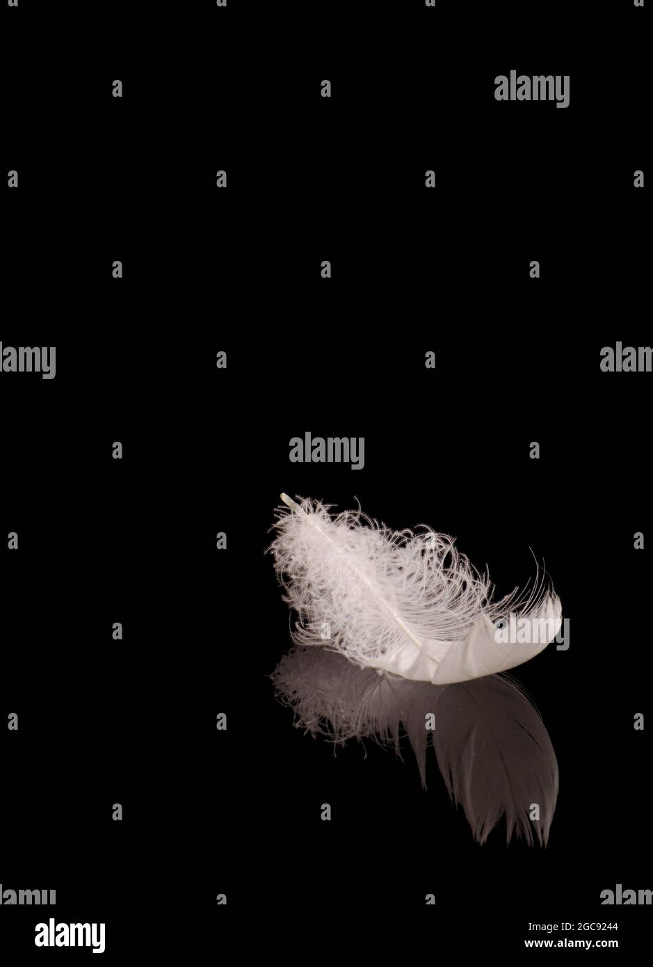 White feather on black reflective surface Stock Photo - Alamy