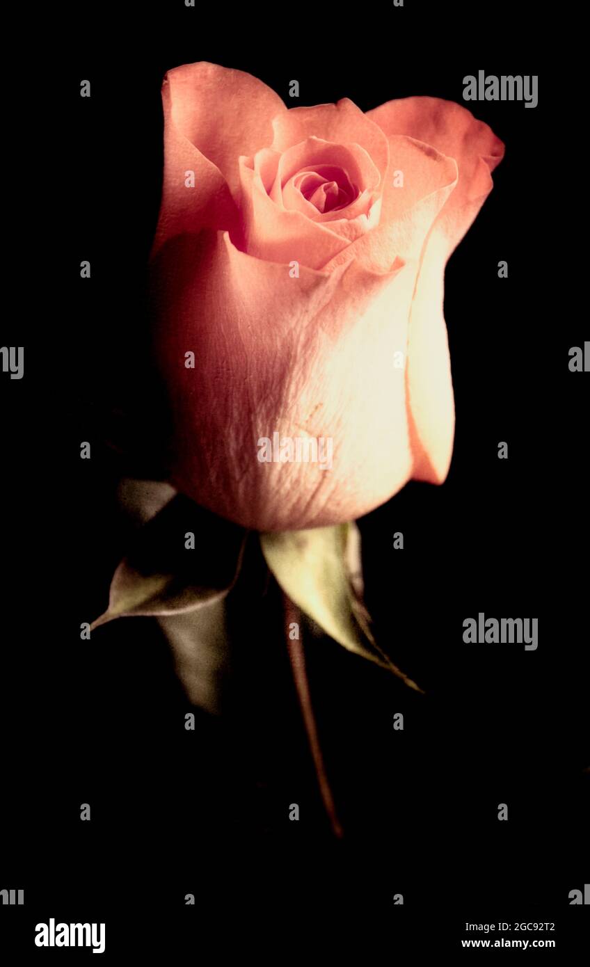 One pink rose Stock Photo - Alamy