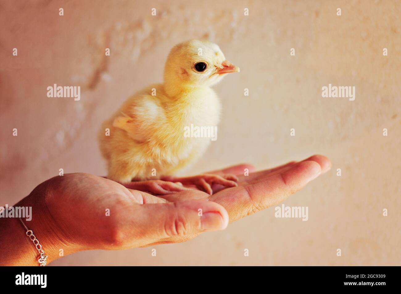 Woman holding chick on her palm Stock Photo - Alamy