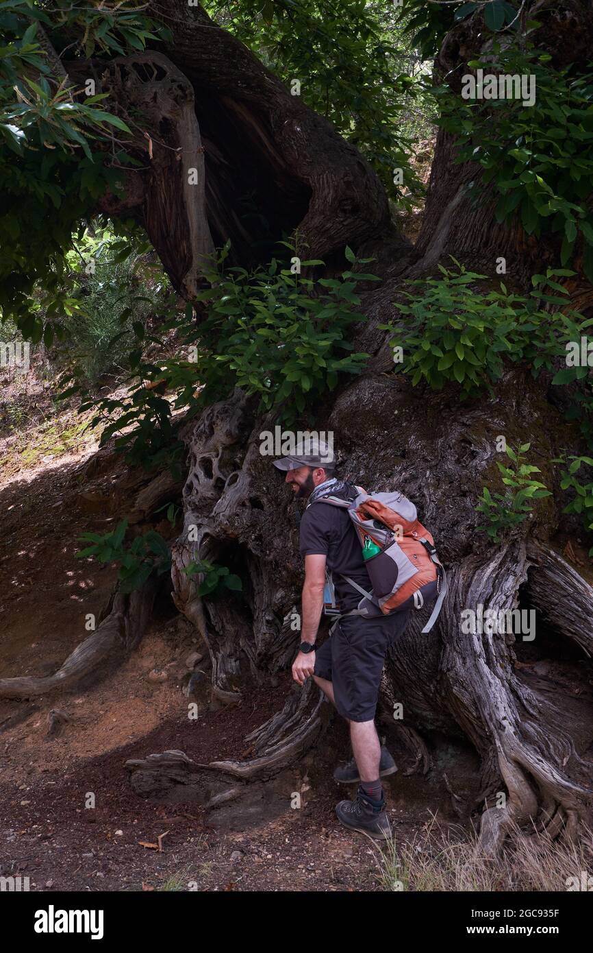 Hiker and Old Oak Tree in Las Medulas - Unesco Heritage, Historic Gold ...