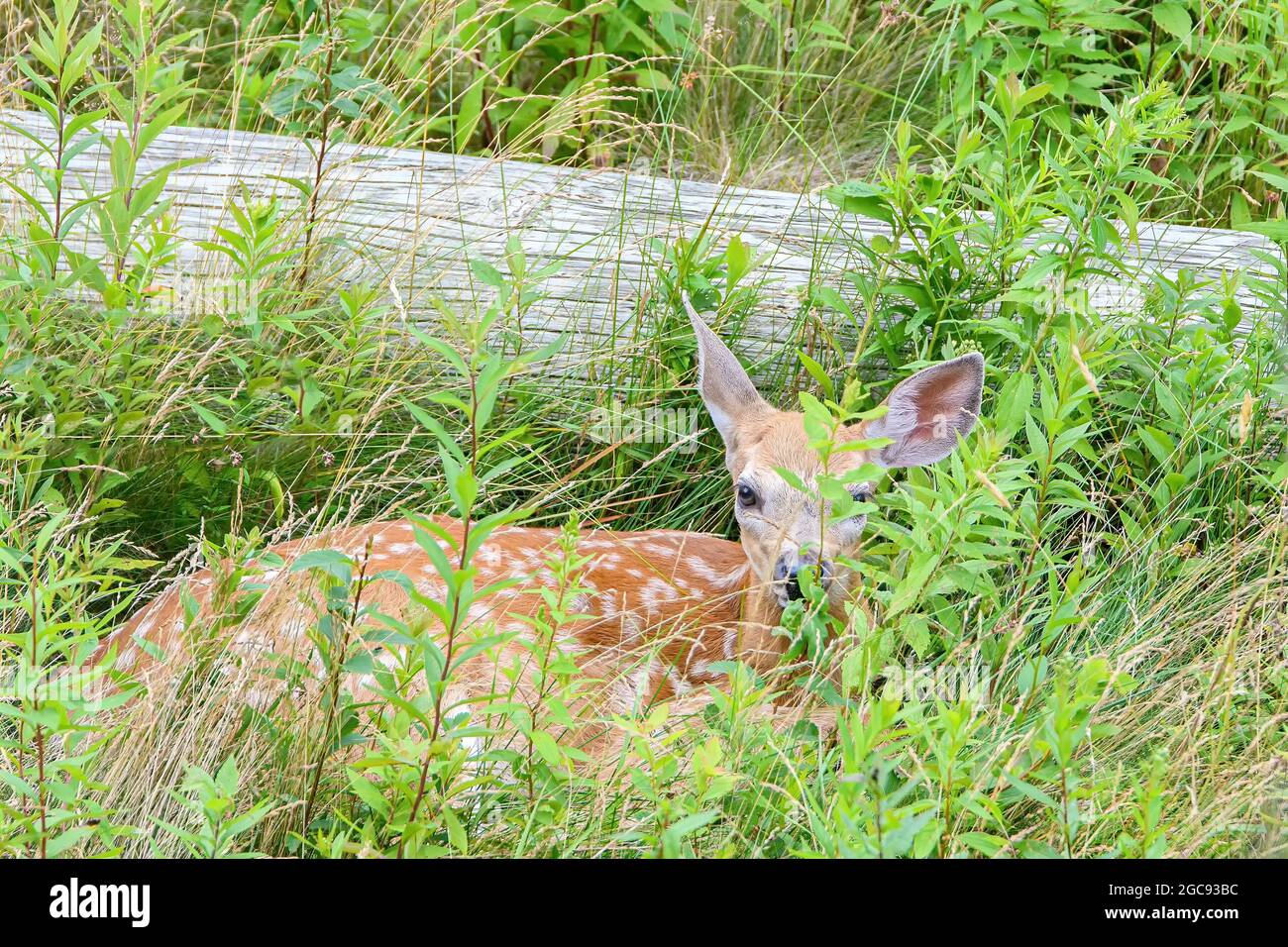 A fawn with white spots resting in a grassy field. Much of the fawn, is ...
