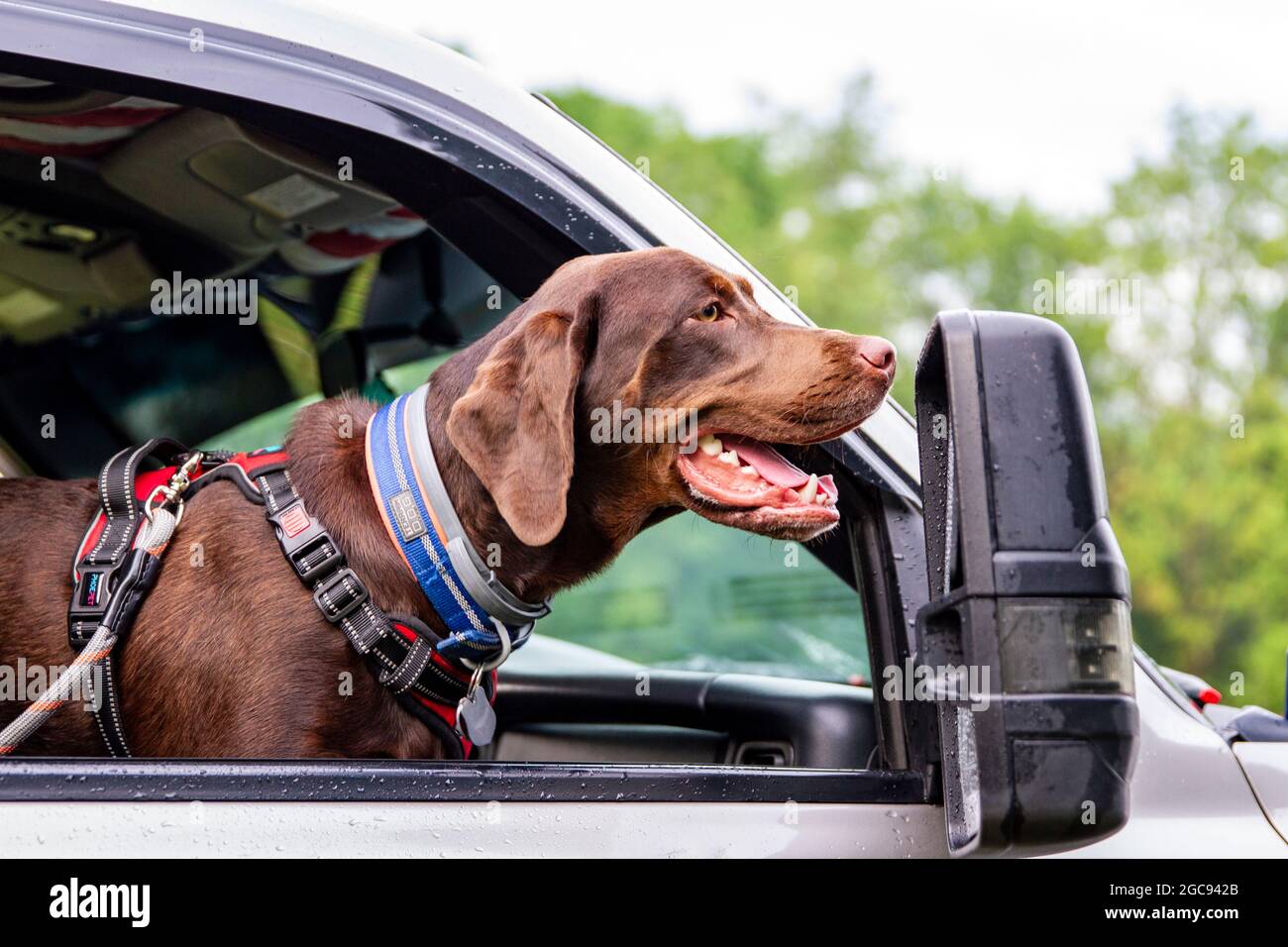 Dog enjoying a drive Stock Photo - Alamy