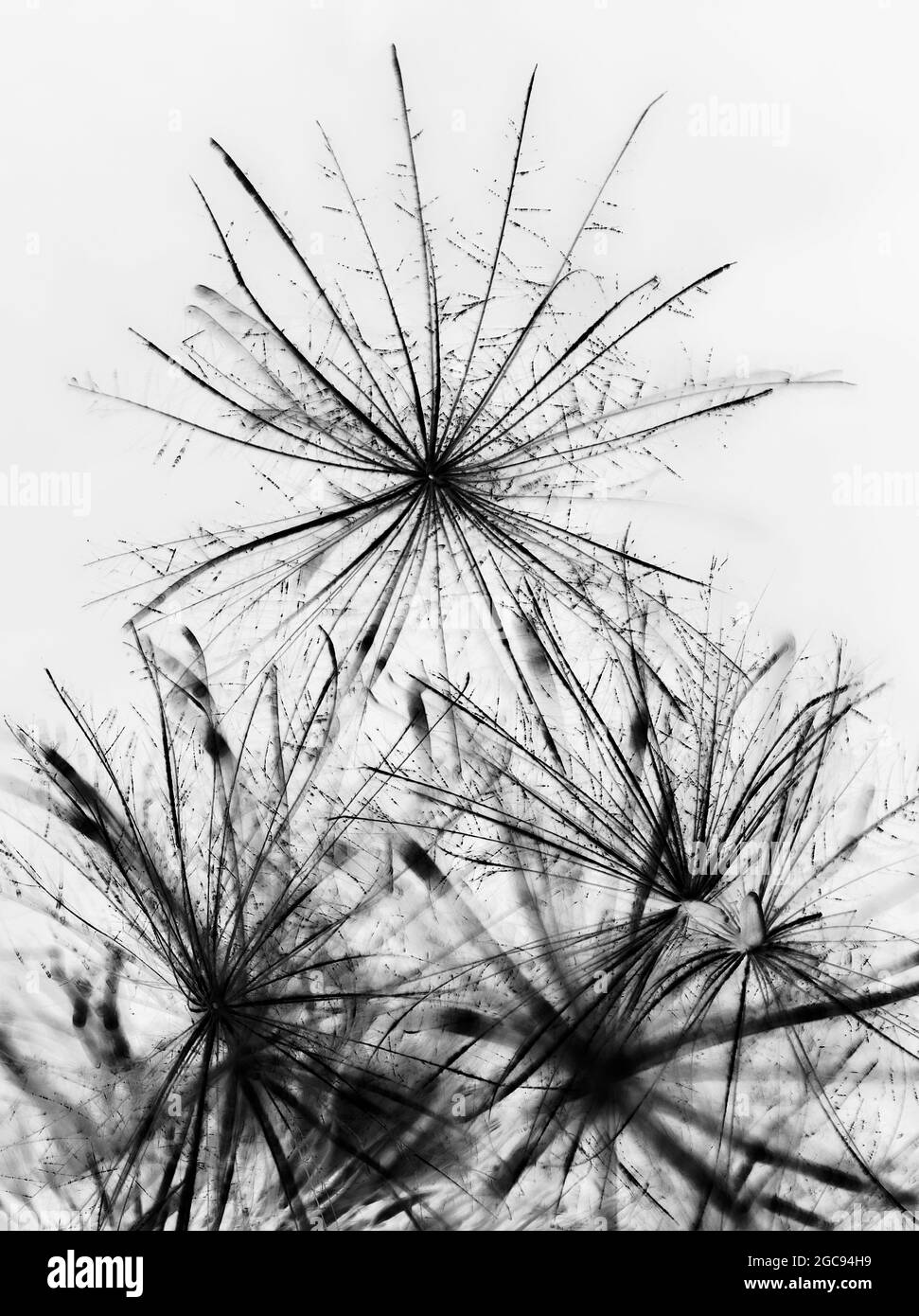 Seeds still life Black and White Stock Photos & Images - Alamy