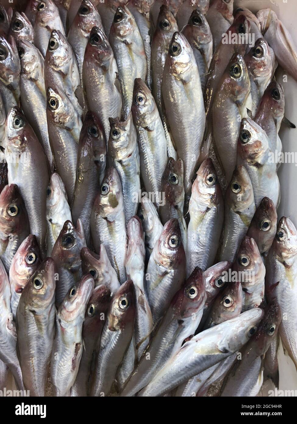 Fresh fish in box. Fish ready for sale in market Stock Photo - Alamy