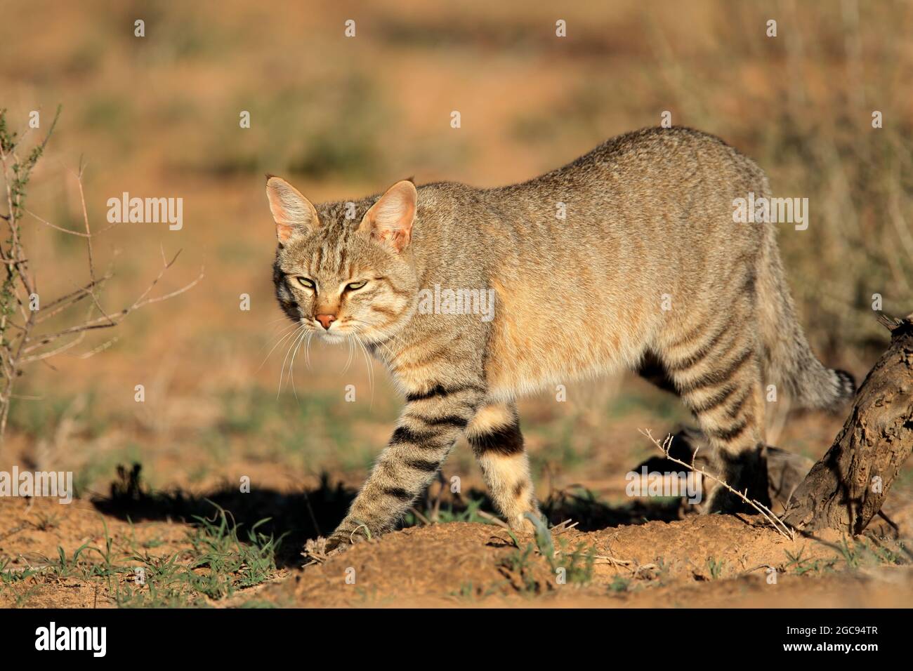African wild cat (Felis silvestris lybica) in natural habitat, Kalahari ...