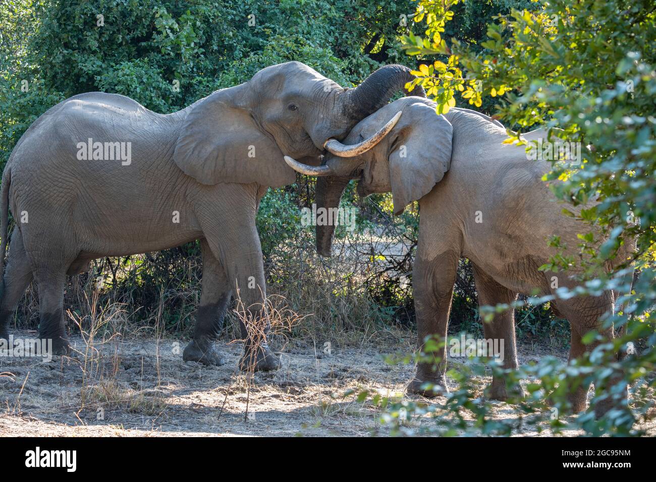 Short trunk hi-res stock photography and images - Alamy