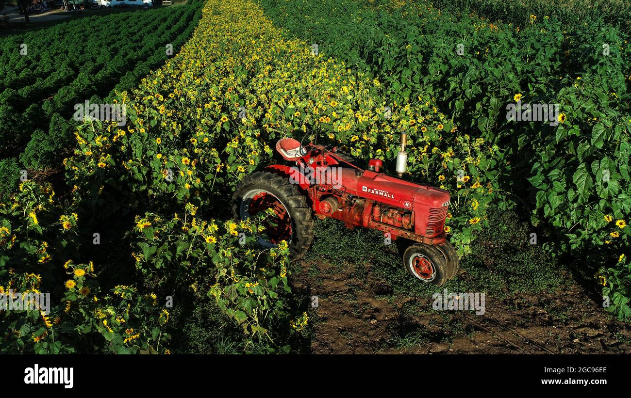 Aerial view of cultivated hemp field used for Hemp CBD oil, with red ...