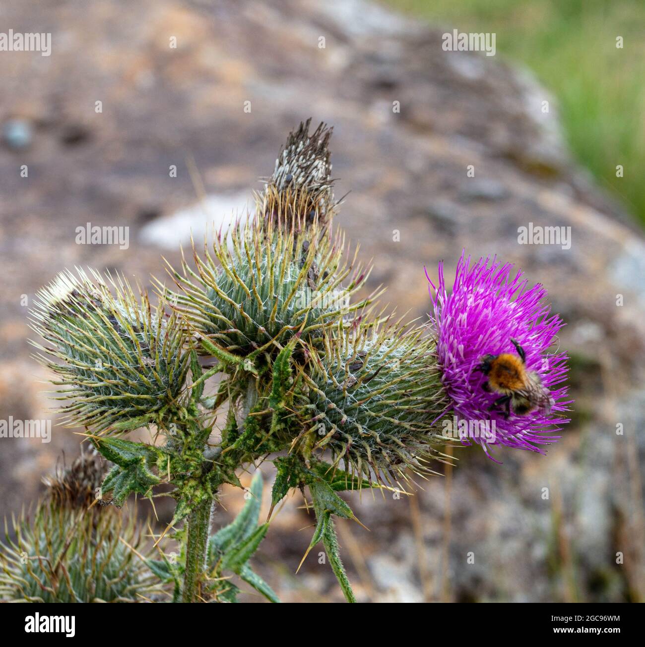 A Purple Flowering Thistle on Ilkley Moor West Yorkshire Stock Photo ...