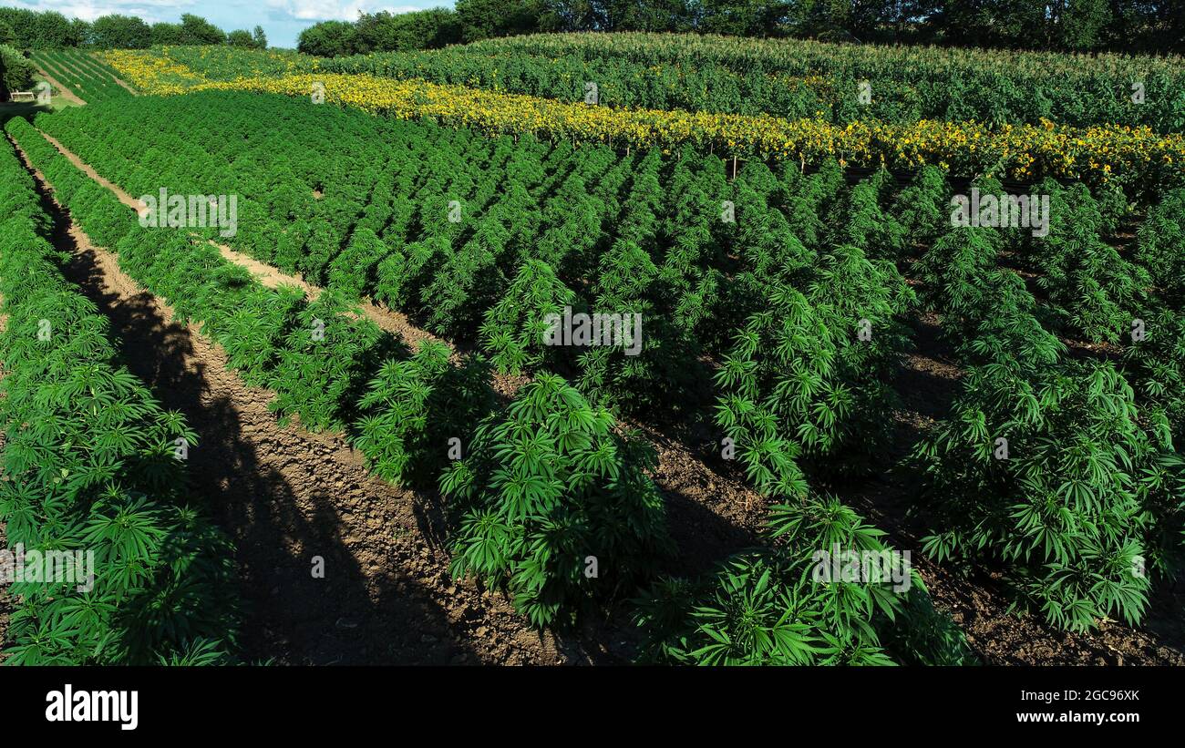 Aerial view of cultivated hemp for Hemp CBD oil and other hemp products ...
