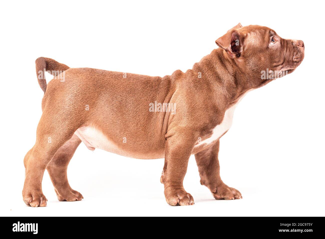 A brown American bully puppy stands calmly sideways to the camera ...